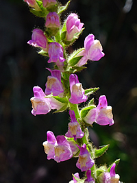 History | Angeles Chapter Foundation